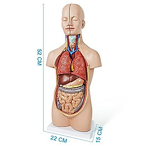 2023 New 20" Removable 12 Parts Human Torso Model,Showing Section of Brain,Neck Dissected Exposes Muscular Neural,Vascular and Glandular Structure,Anatomy Model for Medical Learning,Display
