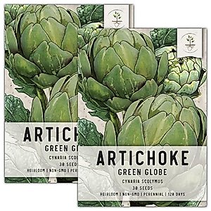 Seed Needs, Green Globe Artichoke Seeds for Planting (Cynaria scolymus) Heirloom, Non-GMO & Untreated (2 Packs)