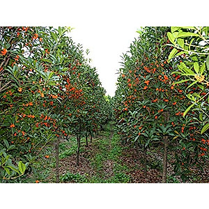 15+ Mixed Osmanthus Flower Seeds Yellow Orange Perennial Tree Shrub Bonsai Fragrant Osmanthus fragrans