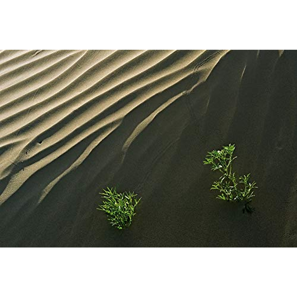 Posterazzi PDDCN11BJY0046LARGE Canada, Saskatchewan, Hills. Sand Dune Ripples and Plants Photo Print, 24 x 36, Multi