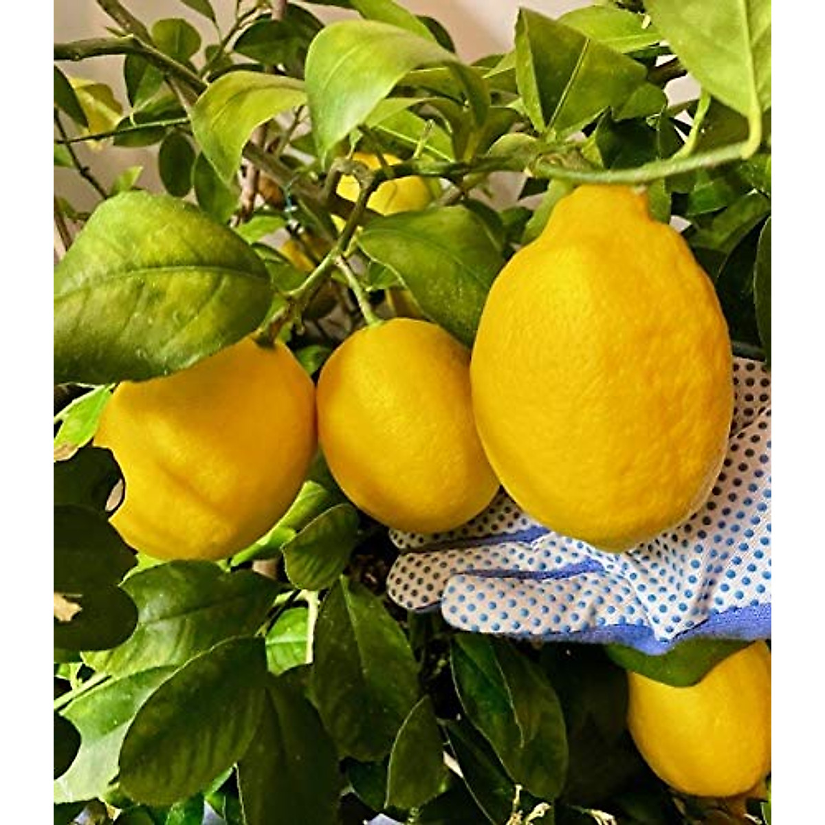 Meyer Lemon Tree 6" To 10" Live Plant