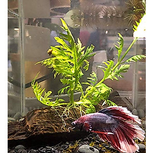 Hygrophila Difformis Water Wisteria Potted Freshwater Live Aquarium Plant Fish Tank by Greenpro