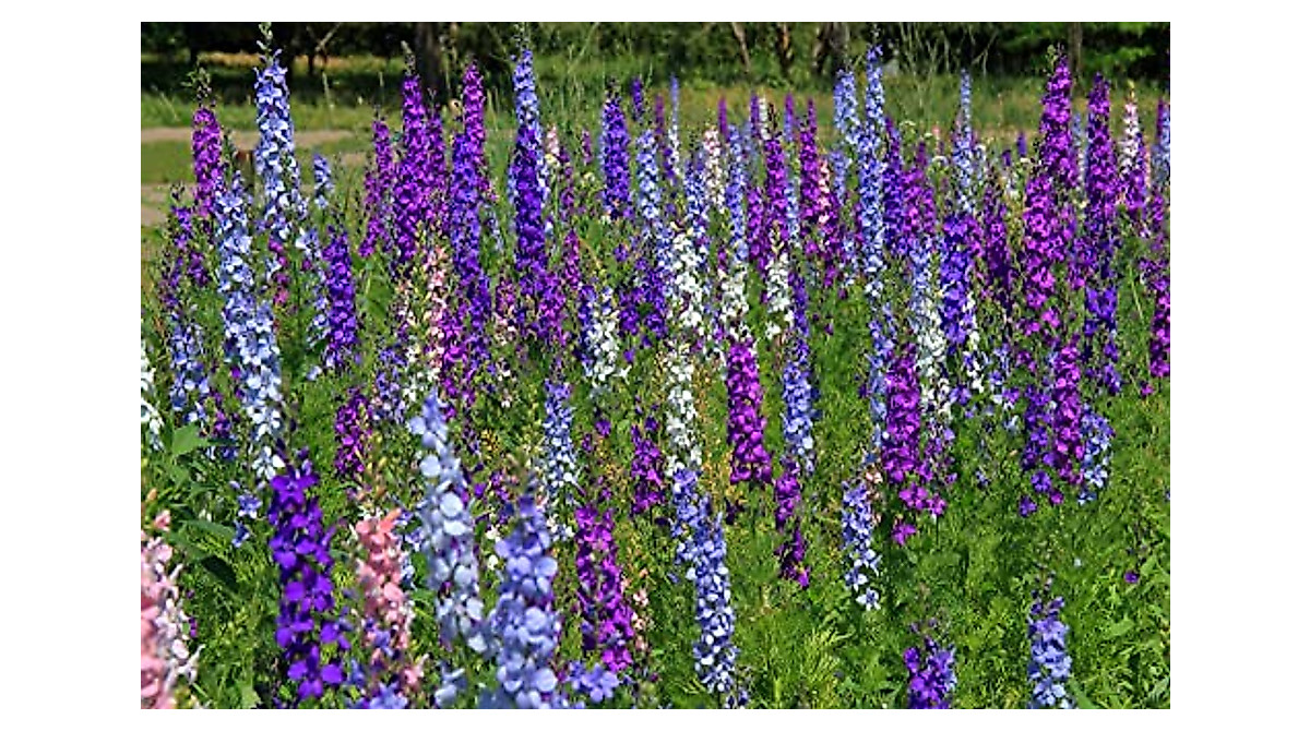 Larkspur Rocket Mix Flower Seeds - Vibrant Multi-Color Blooms & Gifts