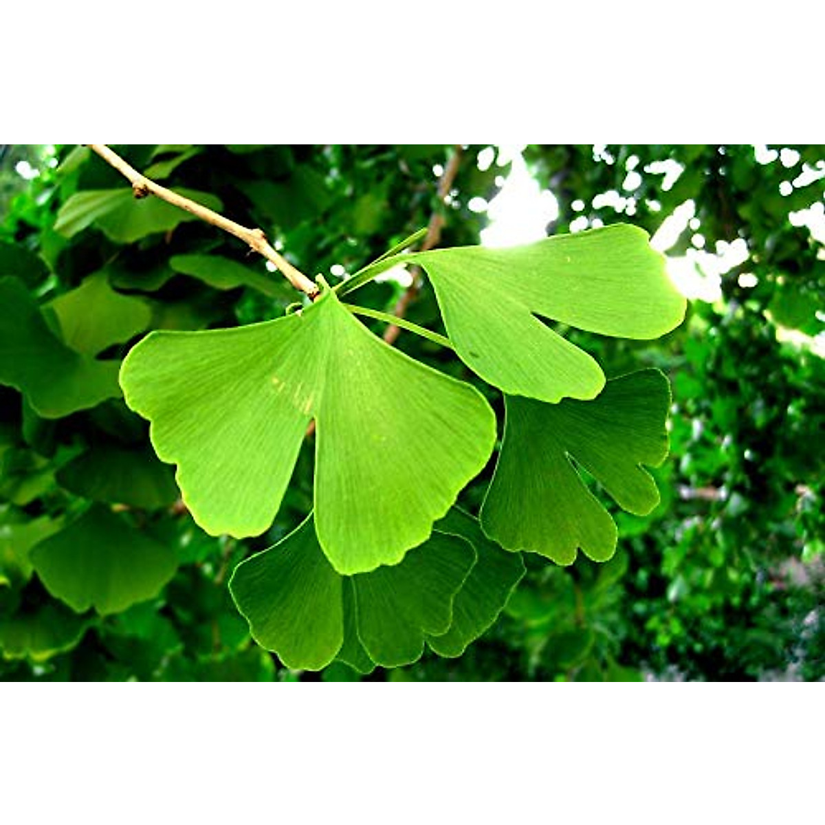 Deciduous Bonsai, Ginkgo, Mini Forest Style, Turn Golden Yellow Leaves in Fall, 5 Years Old