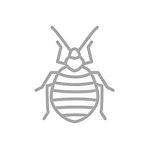 BUGGSLAYER Insecticide Ready-to-use Indoor 32-oz