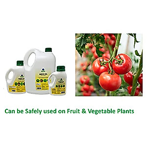 Deepthi Pure Neem Oil for Plants - Concentrated - Cold Pressed - Spray for Indoor Outdoor Garden - 100% Neem Oil – Controls Mildew - 33.8 Fluid Oz (1000 ml)