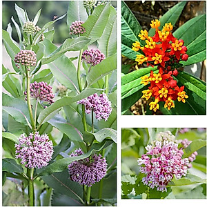 800+ Milkweed Seeds for Monarch Butterflies Heirloom Non-GMO Untreated, Butterfly Milkweed Seeds for Planting Home Garden