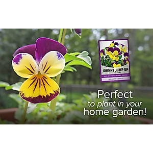 Violet, Johnny Jump Up Flower Seeds for Planting - Flower Seed Packet Annual Flower Open Pollinated, Non-GMO Variety- 1 Gram Seeds Great for Summer Seeds for Flower Gardens by Gardeners Basics