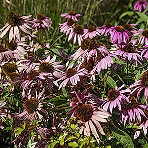 Outsidepride Perennial Echinacea Purple Coneflower Wild Flowers Great for Cutting - 1000 Seeds