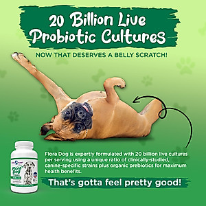 Vital Planet - Flora Dog Probiotic Chewable Tablets Supplement with 20 Billion Cultures and 10 Strains, High Potency Immune and Digestive Support Probiotics for Dogs, 30 Beef Flavored Chewable Tablets