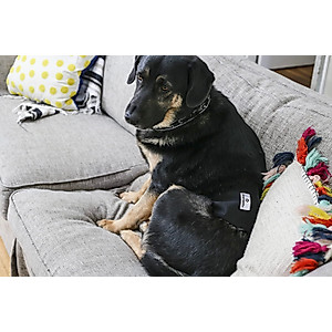 Pet Parents Premium Washable Dog Belly Bands & Extendrs, (3pack) of Male Dog Diapers, Male Dog Wraps, High Absorbing Belly Band for Male Dogs, Color: Black, Size: Extra Large Dog Belly Band