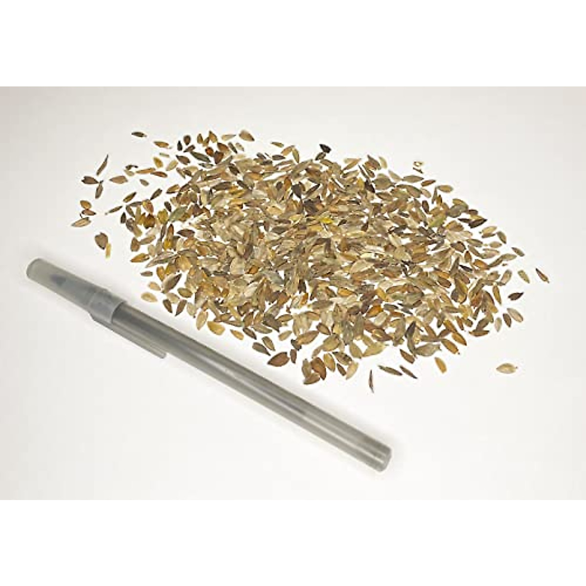 Zinnia Seeds for Planting Outdoors, Over 480 Seeds Giving You The Zinnia Flowers You Need, Zinnia Elegans, 4.2 Grams, Non-GMO