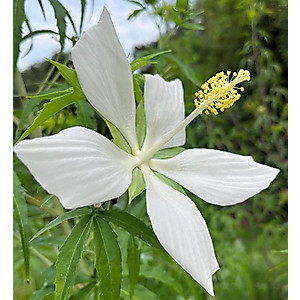 Hibiscus coccineus Alba | White & Texas Star | Rose Mallow | 10_Seeds