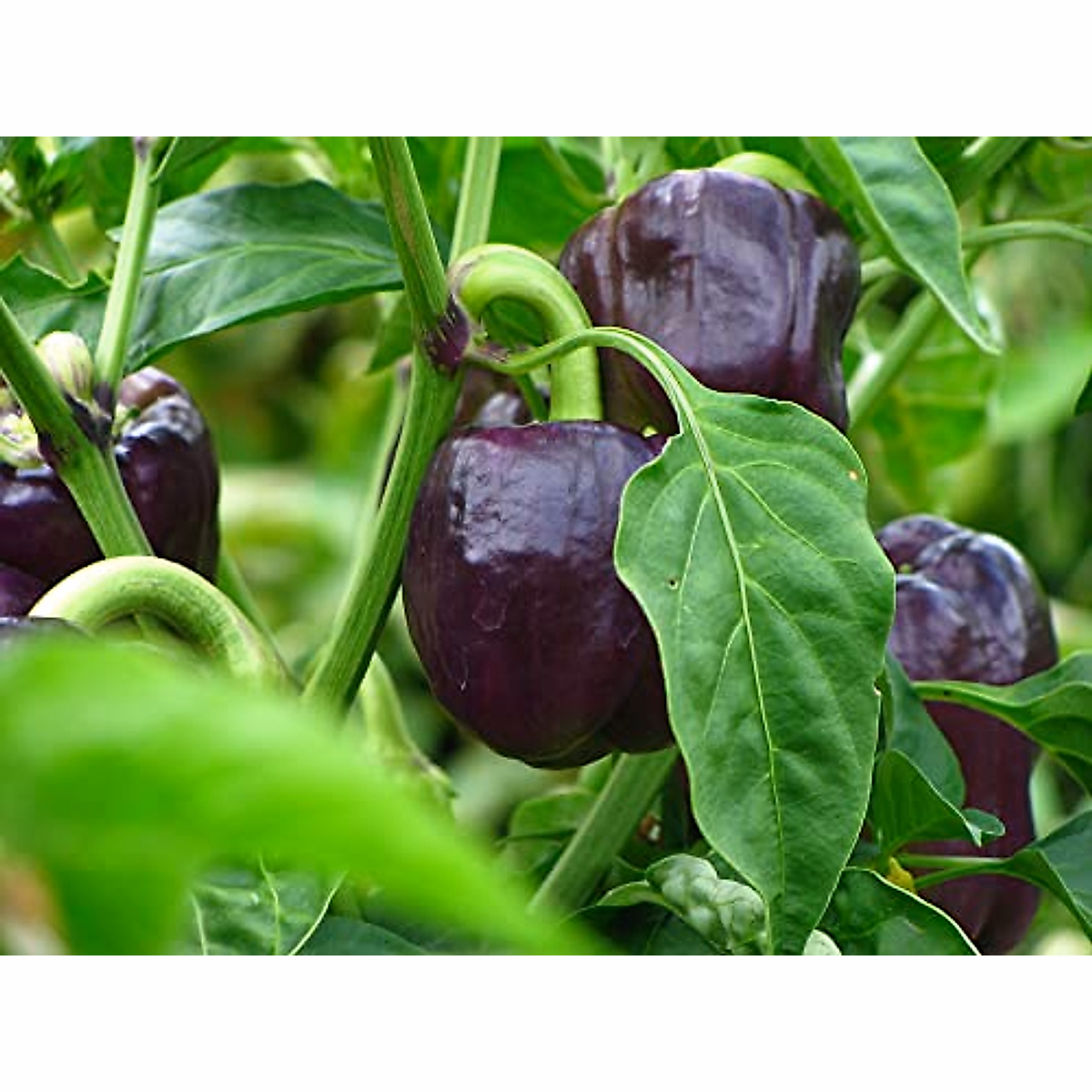 Purple Beauty Sweet Bell Pepper Seeds for Planting, 100+ Heirloom Seeds Per Packet, (Isla's Garden Seeds), Non GMO Seeds, Botanical Name: Capsicum annuum, Great Home Garden Gift