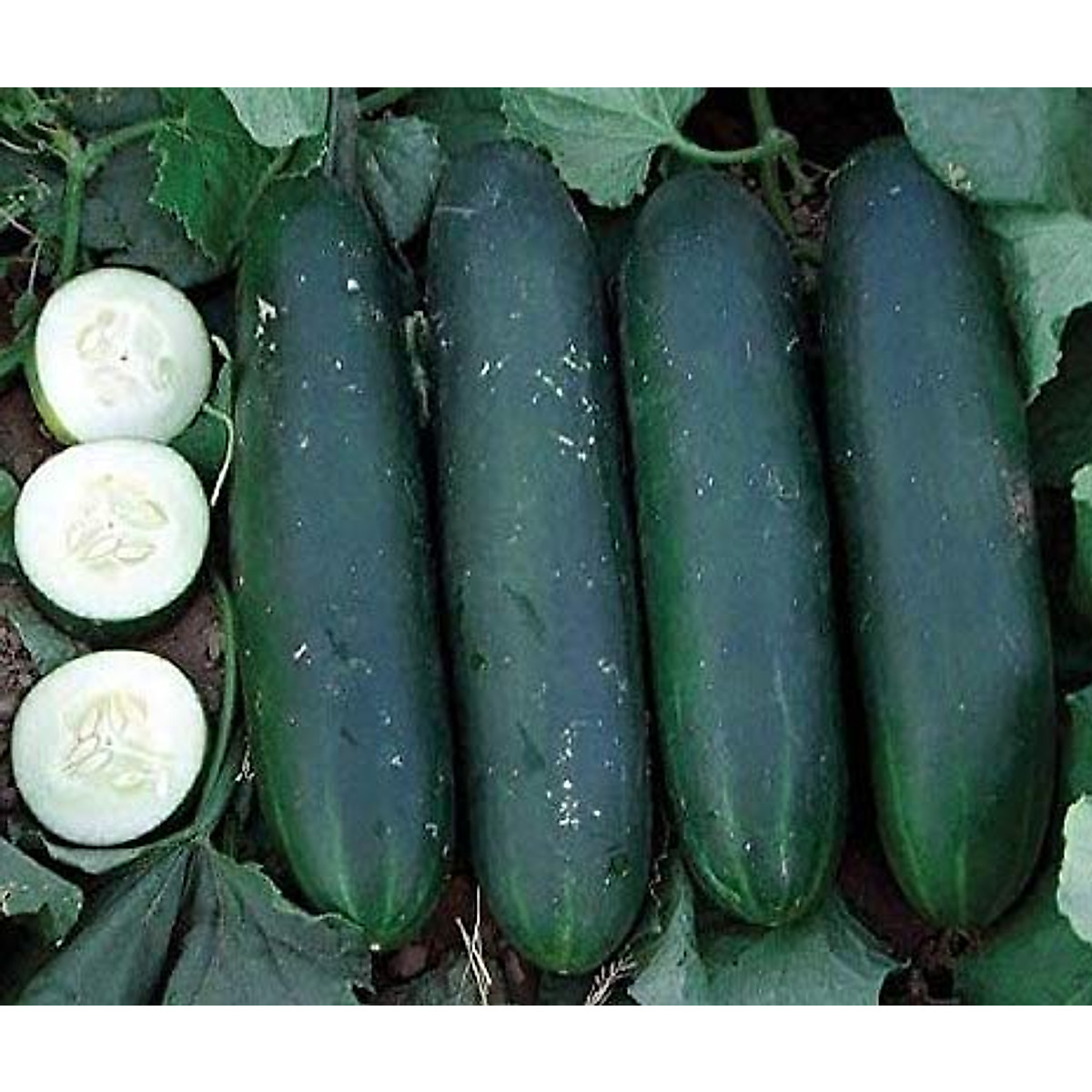 "Crispy Green" Cucumber Seeds for Planting, 25+ Seeds Per Packet, (Isla's Garden Seeds), Non GMO & Heirloom Seeds, Botanical Name: Cucumis sativus, Great Home Garden Gift