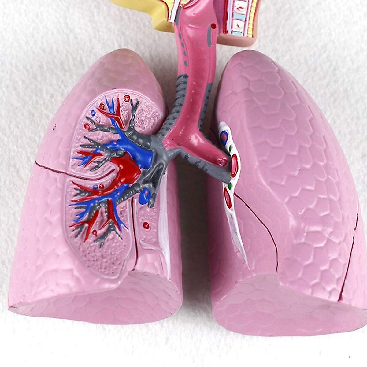 KINOFU Human Respiratory System Model -Removable Human Organ Model -Human Internal Organs Nasopharyngeal Anatomy Respiratory Lung Structure Teaching Model Teaching Aids