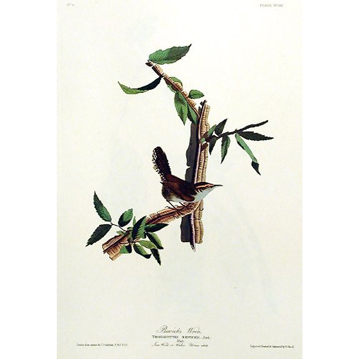 BewickÆs Wren. From"The Birds of America" (Amsterdam Edition)