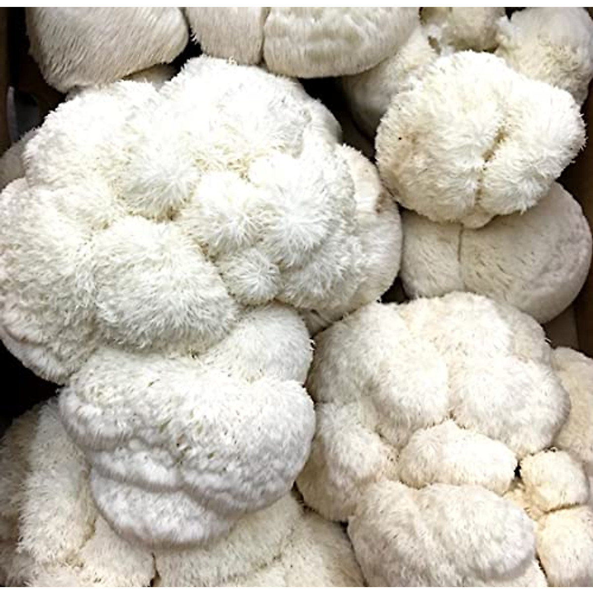 5 Pack Wood Loving Mushroom Liquid Cultures