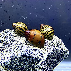 Generic Nerite Snails x3 (Neritina SP.) Mix Pack - Live Freshwater Snail Plants