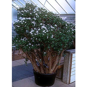 Jade Plant - Crassula ovata - Easy to Grow - 4" Pot