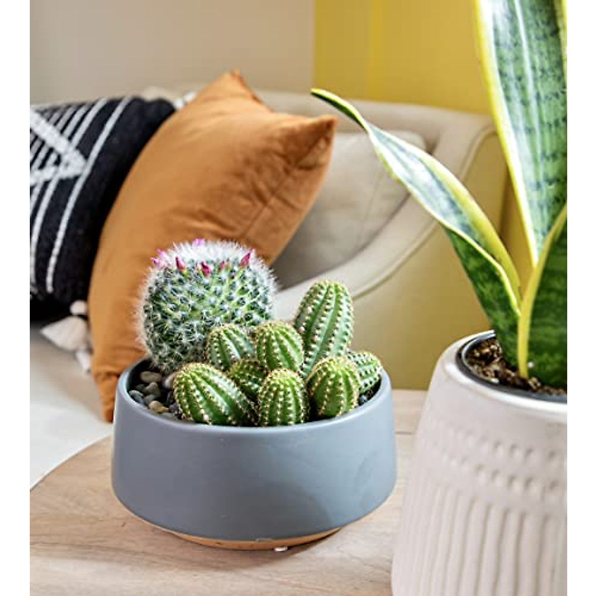 Altman Plants, Assorted Cactus Plants Live Plants (3PK), Cactus Plant Live Succulents Plants Live Cactus Decor, Indoor Plants Live House Plants in Cactus Soil, Live Cacti Plants Live Succulent Plants