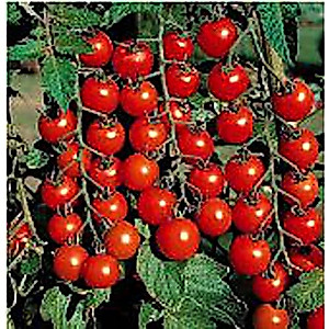 Super Sweet 100 Tomato Seeds (20+ Seeds) | Non GMO | Vegetable Fruit Herb Flower Seeds for Planting | Home Garden Greenhouse Pack