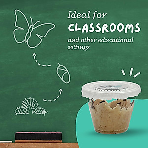 Clearwater Butterfly Live Painted Lady Butterflies - 33 Live Caterpillars Kit - Live Caterpillars to Butterflies - Classroom/School Kit & Habitat - (Suitable for All Ages)