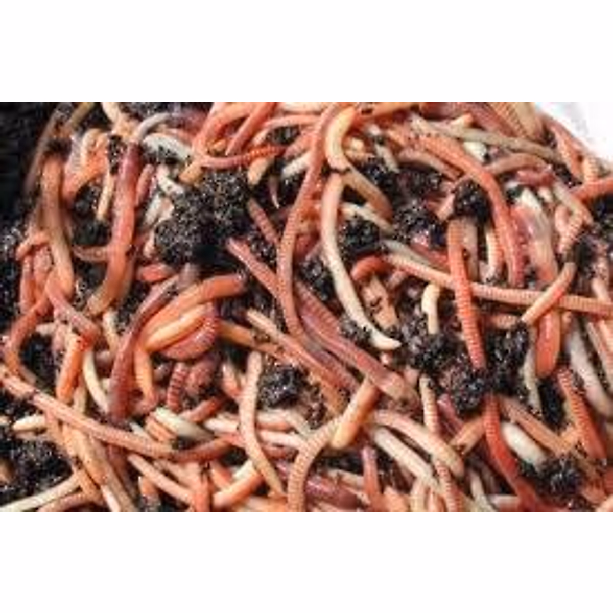 BESTBAIT 1 LB. European Nightcrawlers Approx. 250-300 Count Composting Worms Fishing Worms