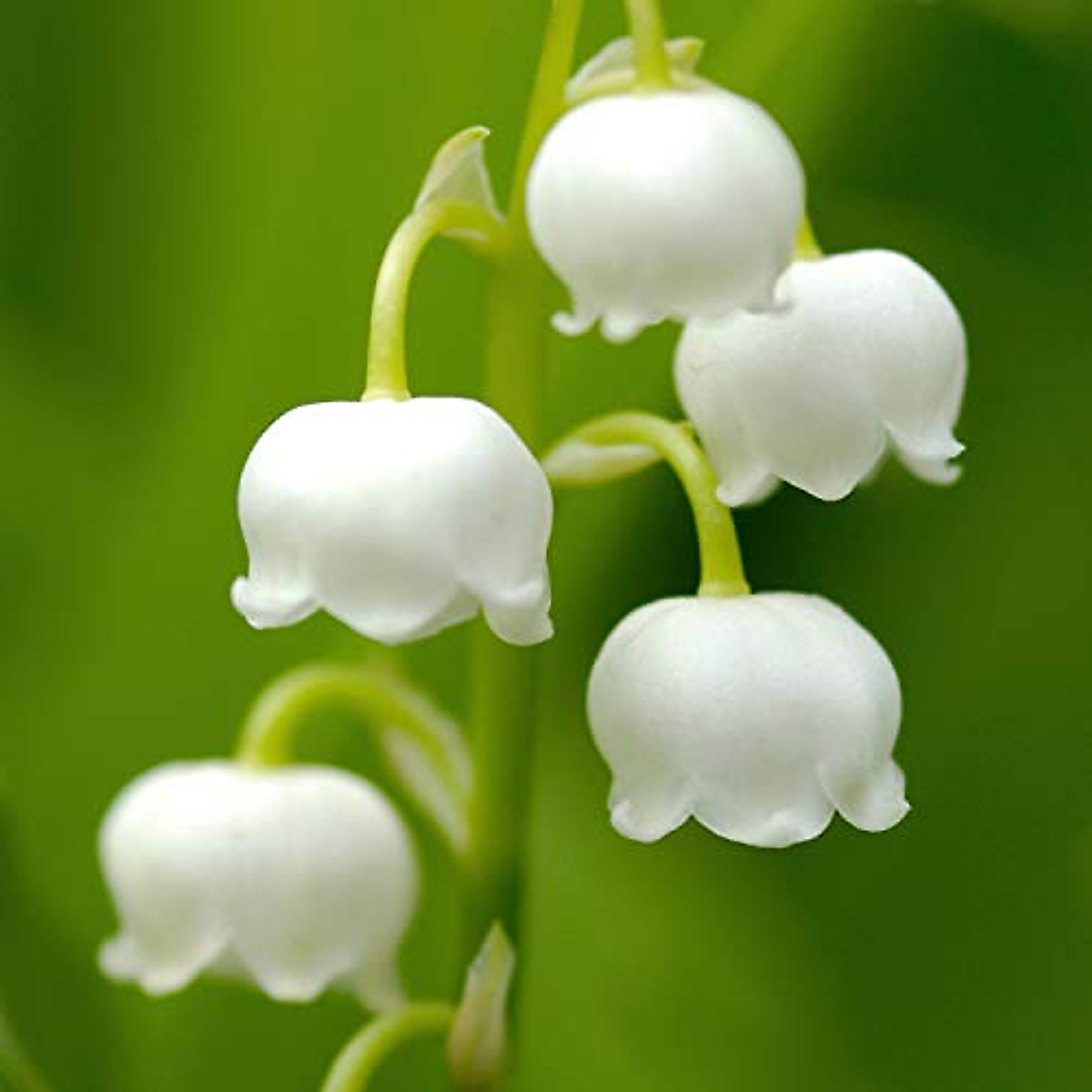 Paul Sebastian Women's Perfume, Fragrance by Paul Sebastian, Day or Night Scent, Eau de Parfum, CASUAL, 4 Fl Oz