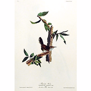 BewickÆs Wren. From"The Birds of America" (Amsterdam Edition)