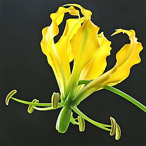 QAUZUY GARDEN 10 Yollow/Gold Creeping Climbing Flame Lily (Glory Gloriosa Lily/Fire Lily) Tiger Claw Agnishikha Seed Heirloom Eye-Catching Perennial Flower Attract Pollinators