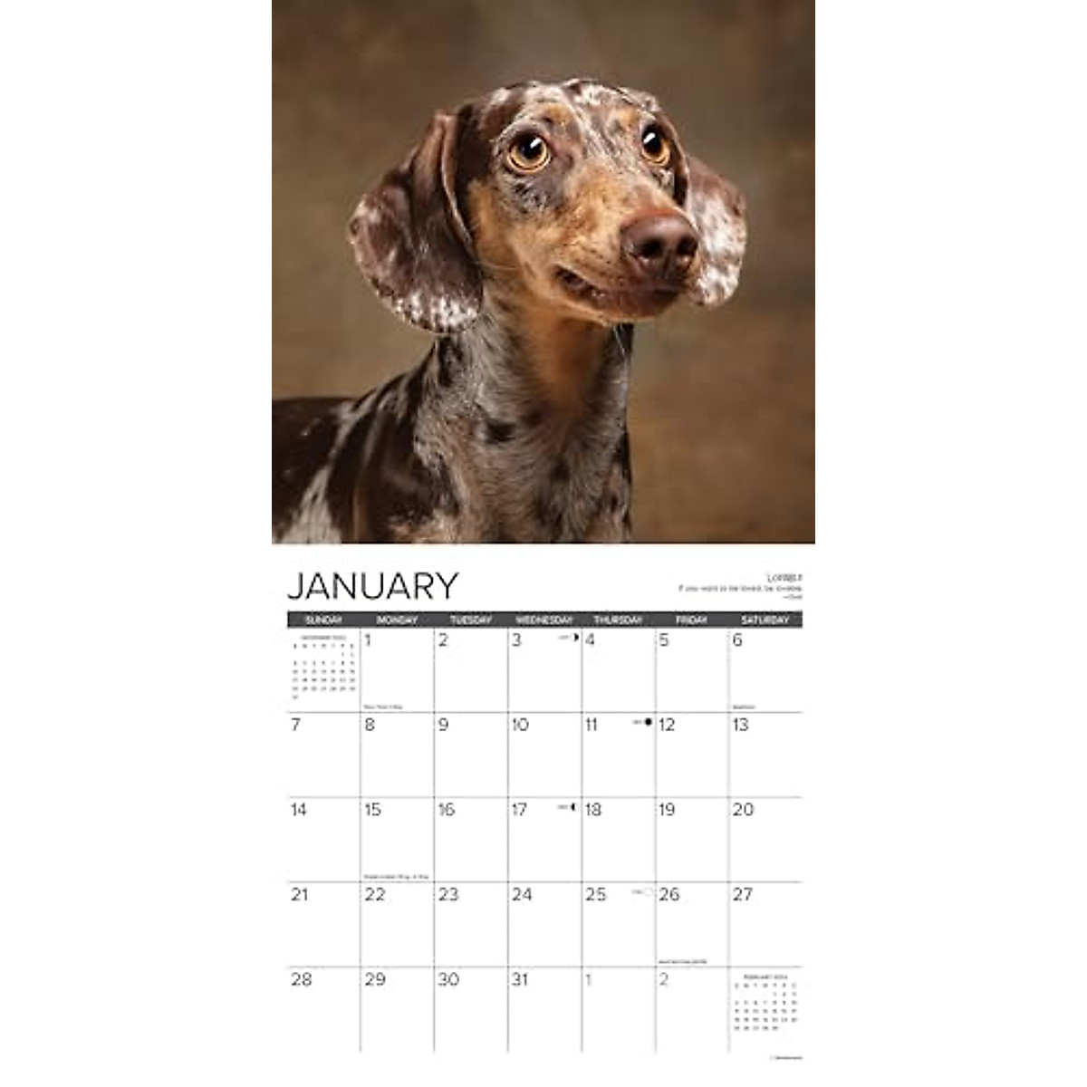 Willow Creek Press Dachshund Rules Monthly 2024 Wall Calendar (12" x 12")