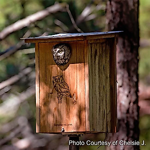 BestNest Premium Screech Owl/Kestrel House