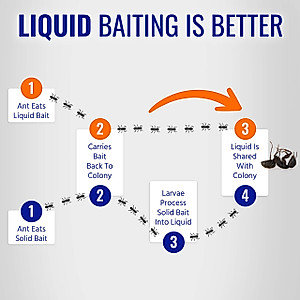 Terro T100-12 Liquid Ant Killer II, 1 oz, Pack of 1