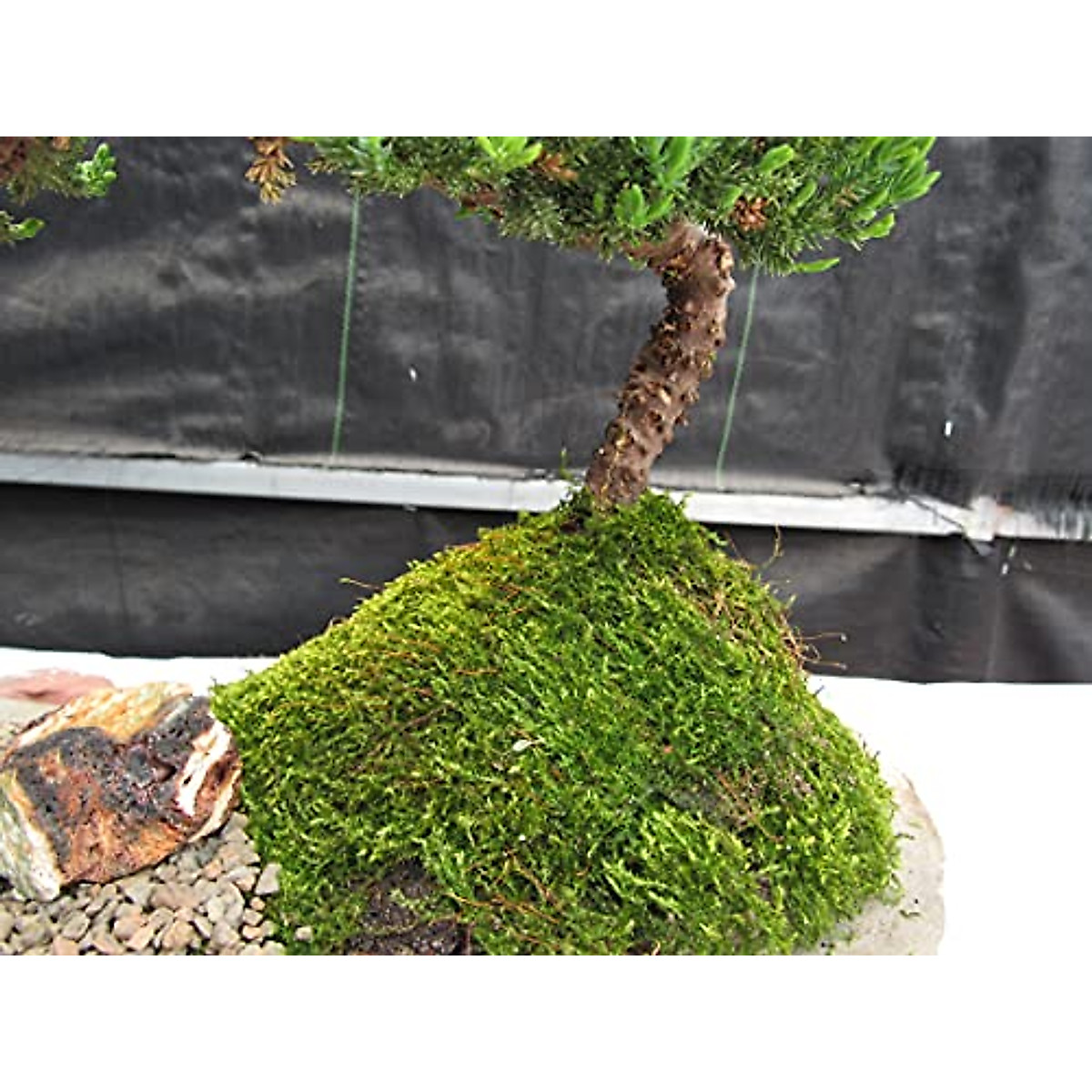Juniper Bonsai Tree On Rock Slab
