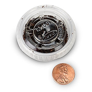 Josh's Frogs Black Soldier Fly Larvae (50 Count - Small)