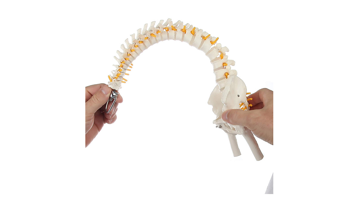 Axis Scientific Mini Spine Model for Anatomy Education