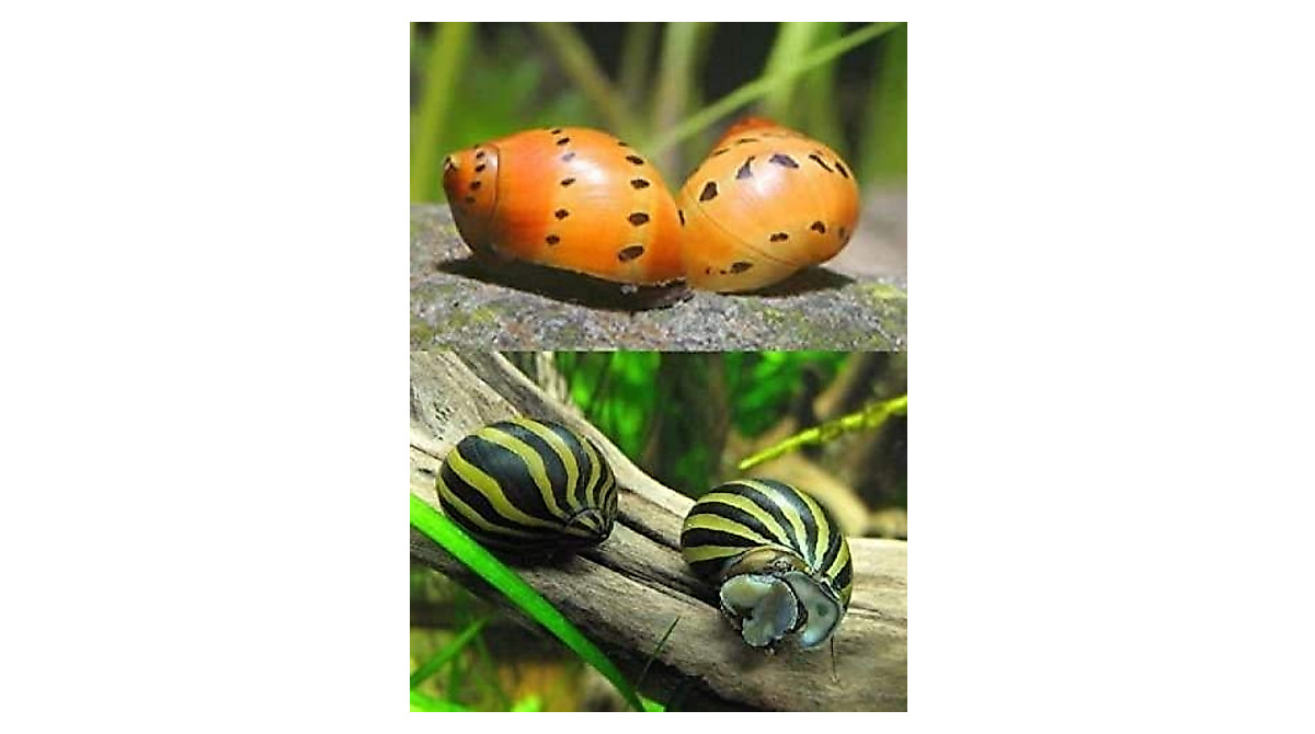 WorldwideTropicals Live Freshwater Aquarium Fish - (6) Varied Nerite ...