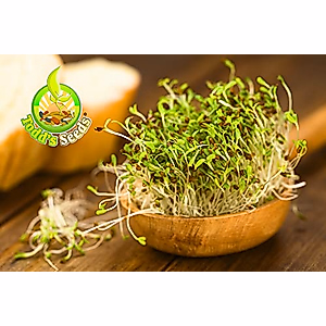 Todd’s Seeds - Alfalfa Sprouting Seeds - Easy to Grow Bulk Alfalfa Seeds - Fast Growing Seeds with High Sprout Germination (1/4 Pound)