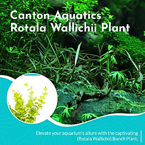 CANTON AQUATICS Live Aquarium Rotala Wallichii Plant - Highly Sought & Absorb Wastes - Easy to Maintain - Promote High Water Quality - Bunch 3-5 Stems