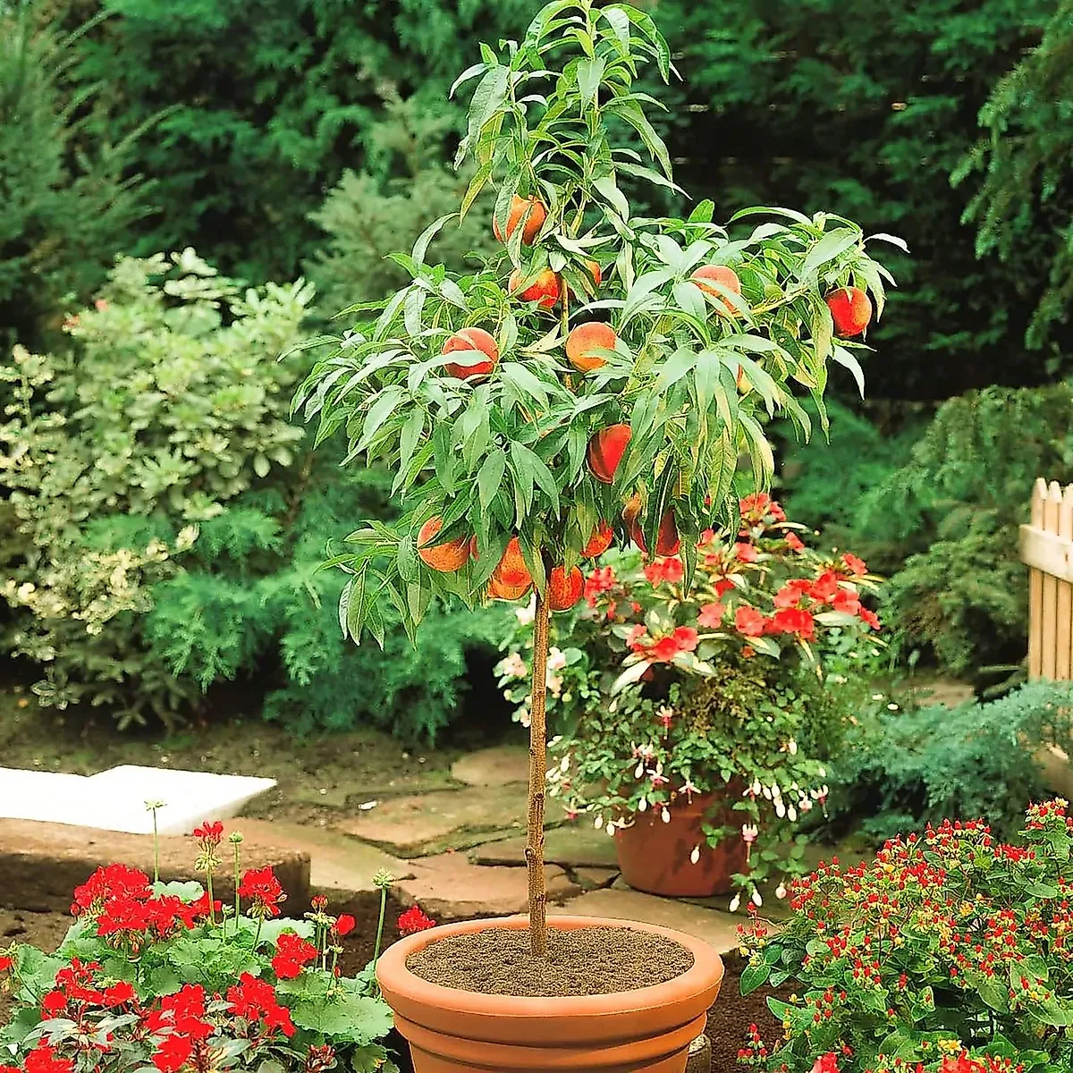 Dwarf Peach Tree Seeds GMO Free Organic Compact Size Popular Choices for Small Gardens, Patios, Balconies, and Even Indoor Cultivation Easier Maintenance 10Pcs Fruit Seeds by YEGAOL Garden