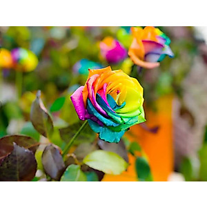 100-Colorful Rainbow Rose Seeds-Beautiful Flower-Perennial