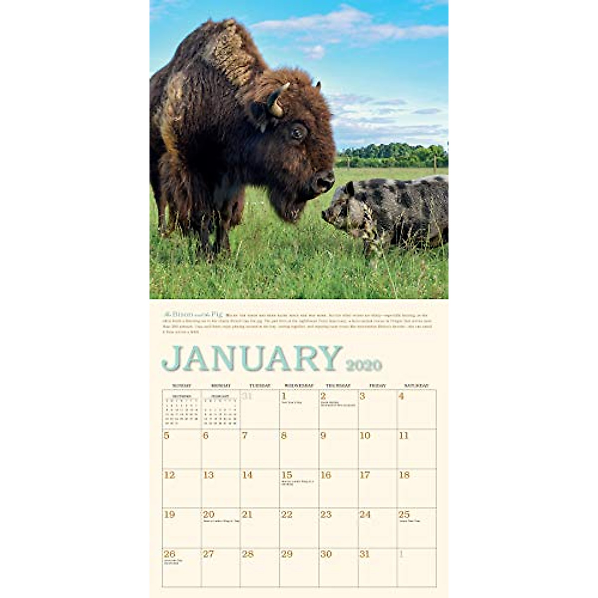 Unlikely Friendships Wall Calendar 2020
