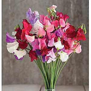 David's Garden Seeds Flower Sweet Pea Mammoth Choice Mix FBA-1488 (Multi) 50 Non-GMO, Heirloom Seeds