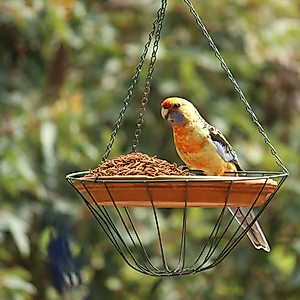 RANZ 10LBS Non-GMO Dried Mealworms for Chickens, High Protein Meal Worms, Whole Large Mealworms for Wild Birds, Ducks, Hedgehogs, Reptiles. Premium Chicken Feed, Perfect Bird Food and Chicken Treats