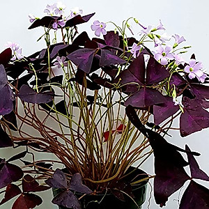 10 Pcs Purple Shamrock Bulbs Seeds Oxalis Triangularis Organic Bulbs Plants Seeds for Planting Home Garden Non-GMO