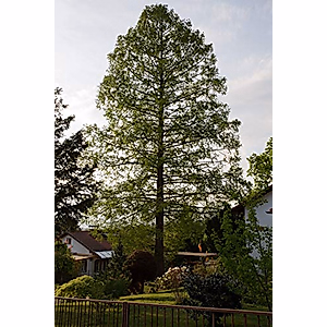 Jurassic Dawn Redwood | Tree Seed Grow Kit | The Jonsteen Company