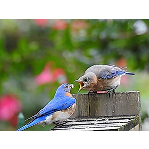 Hana Panda 100% Natural Dried mealworms High Protein Mealworms for Wild Birds, Chicken Treats, Fish & Reptiles,Hamsters and Hedgehogs All Natural Animal Feed