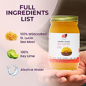 Healthy Herbs Sea Moss Gel (Natural) Wildcrafted from Jamaican St Lucia Gold Seamoss | Wild-Harvested Superfood With Over 90 Essential Vitamins & Minerals | Vegan, Non-GMO, US-Made (16 oz.)