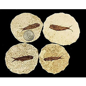 Genuine Fish Fossil from Wyoming USA (Knightia Alta)